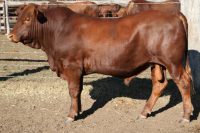 Belmont red cattle video & photo gallery