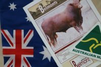 Belmont red cattle video & photo gallery