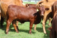 Belmont red cattle video & photo gallery