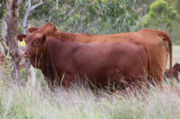 Belmont red cattle video & photo gallery