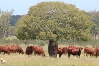 Belmont red cattle video & photo gallery