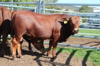 Belmont red cattle video & photo gallery