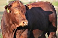 Belmont red cattle video & photo gallery