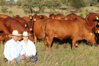 Belmont red cattle video & photo gallery