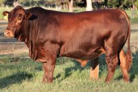 Belmont red cattle video & photo gallery