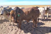Belmont red cattle video & photo gallery