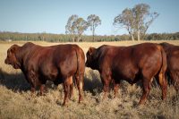 Belmont red cattle video & photo gallery