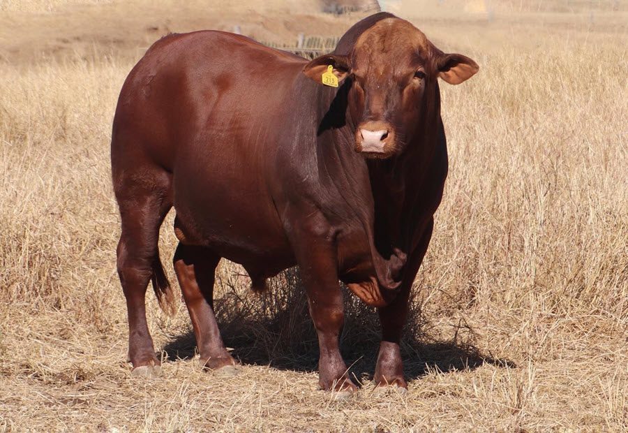 Belmont red cattle video & photo gallery